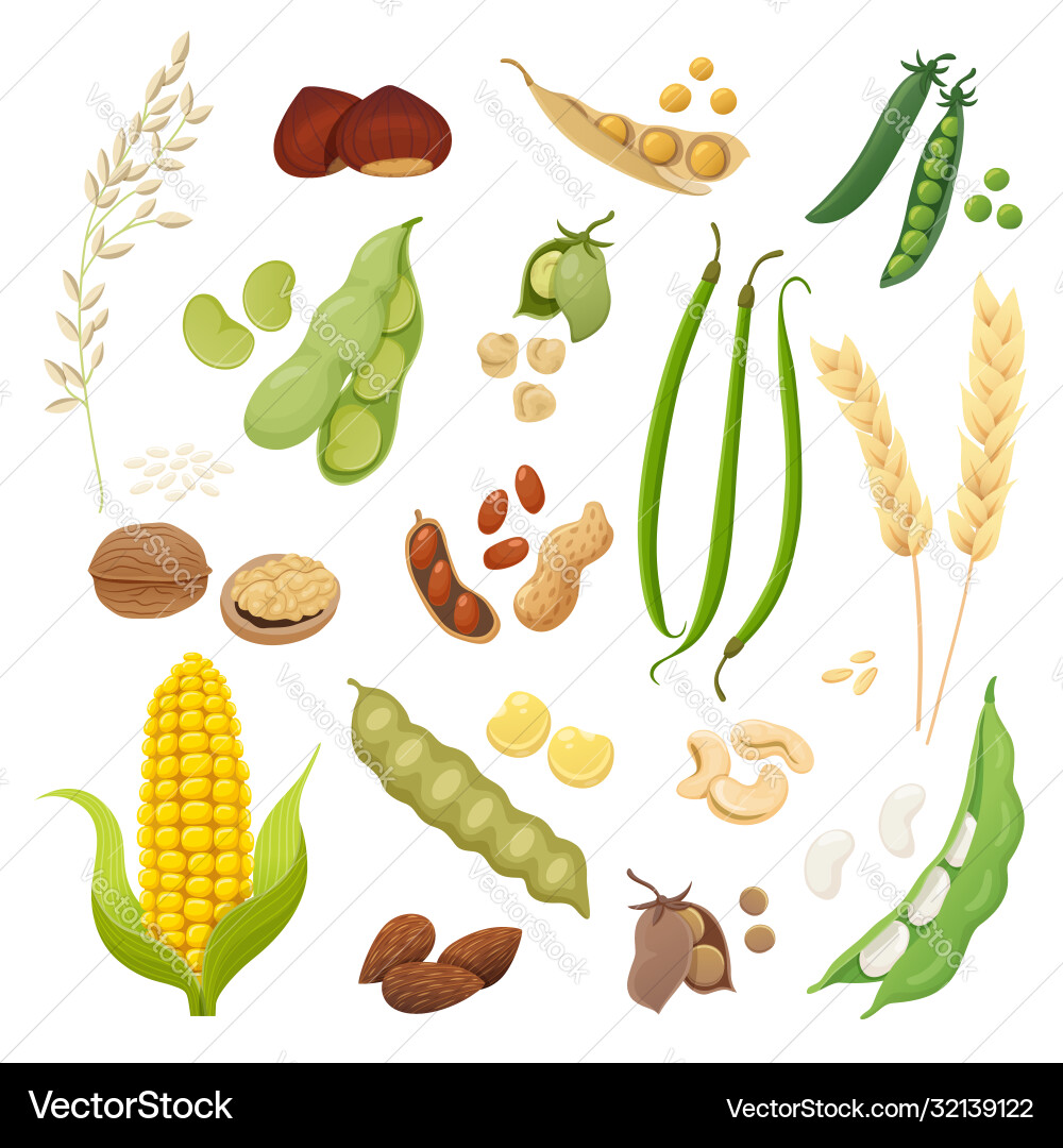 Isolated legumes grains and nuts set Royalty Free Vector