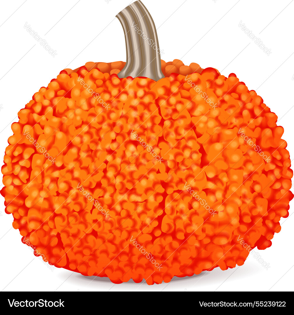 Red warty thing pumpkin winter squash Royalty Free Vector