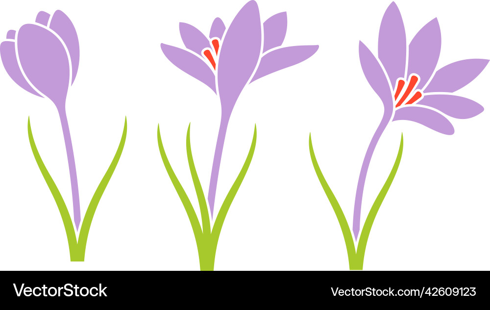 Saffron Royalty Free Vector Image - VectorStock