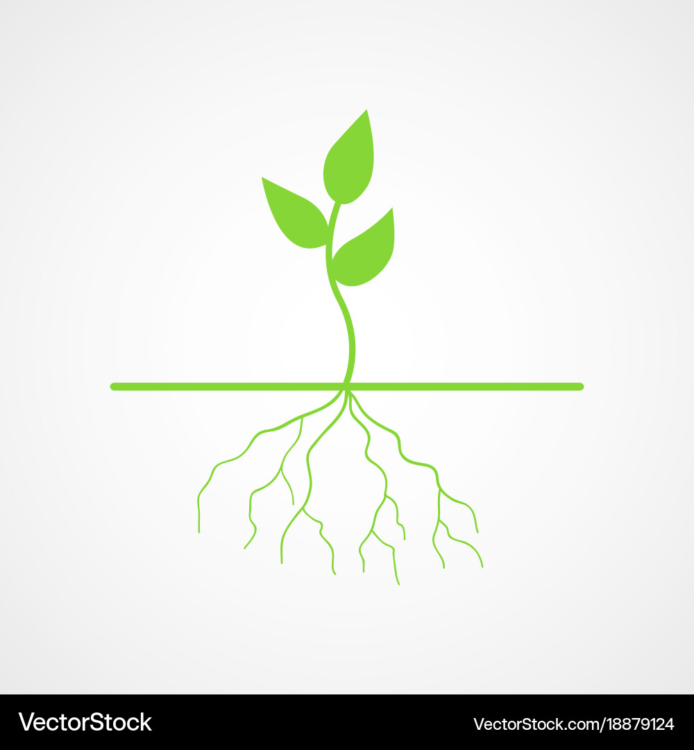 Graphic of young tree with root Royalty Free Vector Image