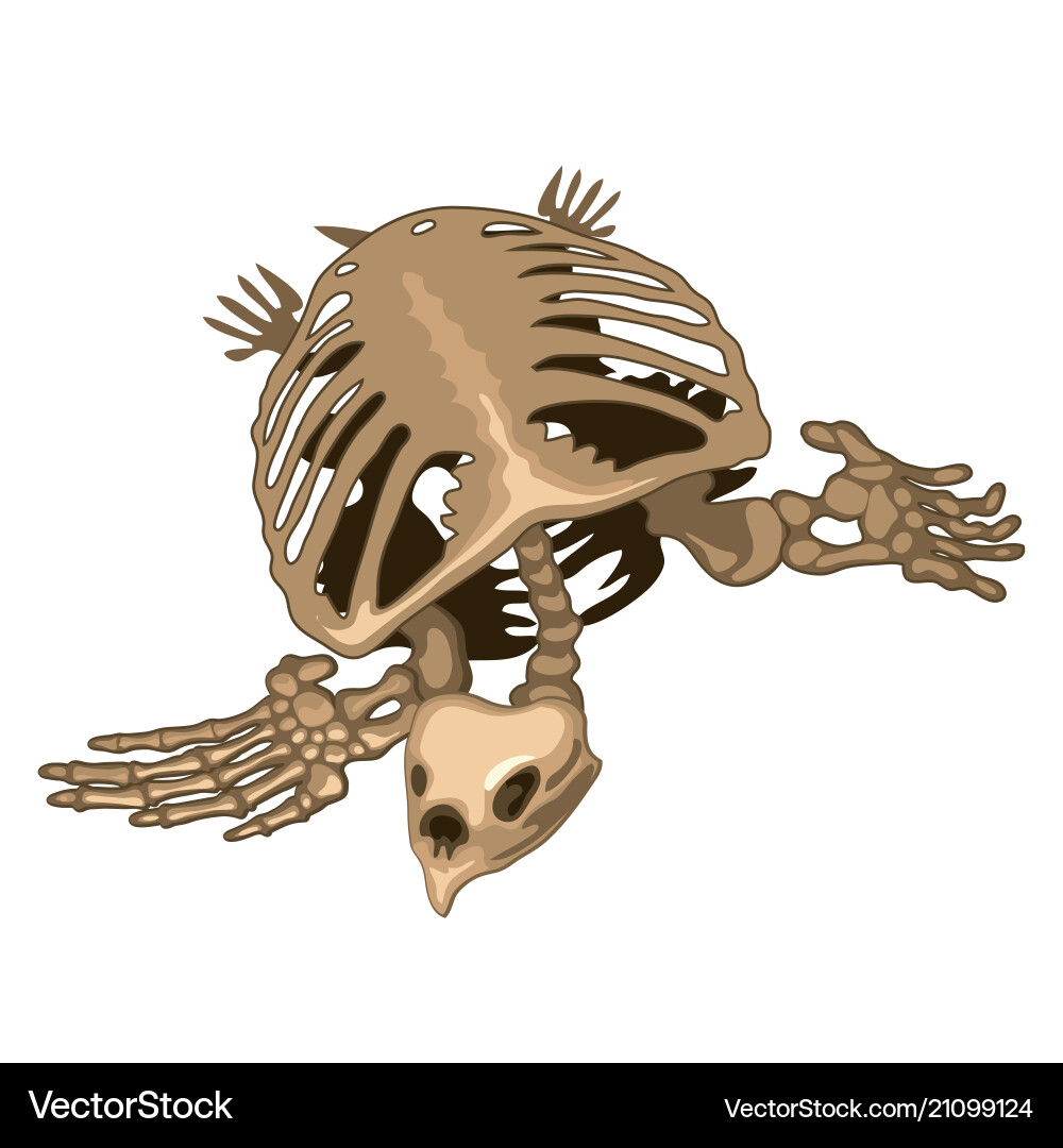 Skeleton of a prehistoric turtle isolated Vector Image