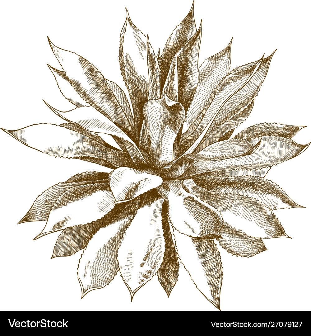 Antique Agave Engraving Royalty Free Vector Image