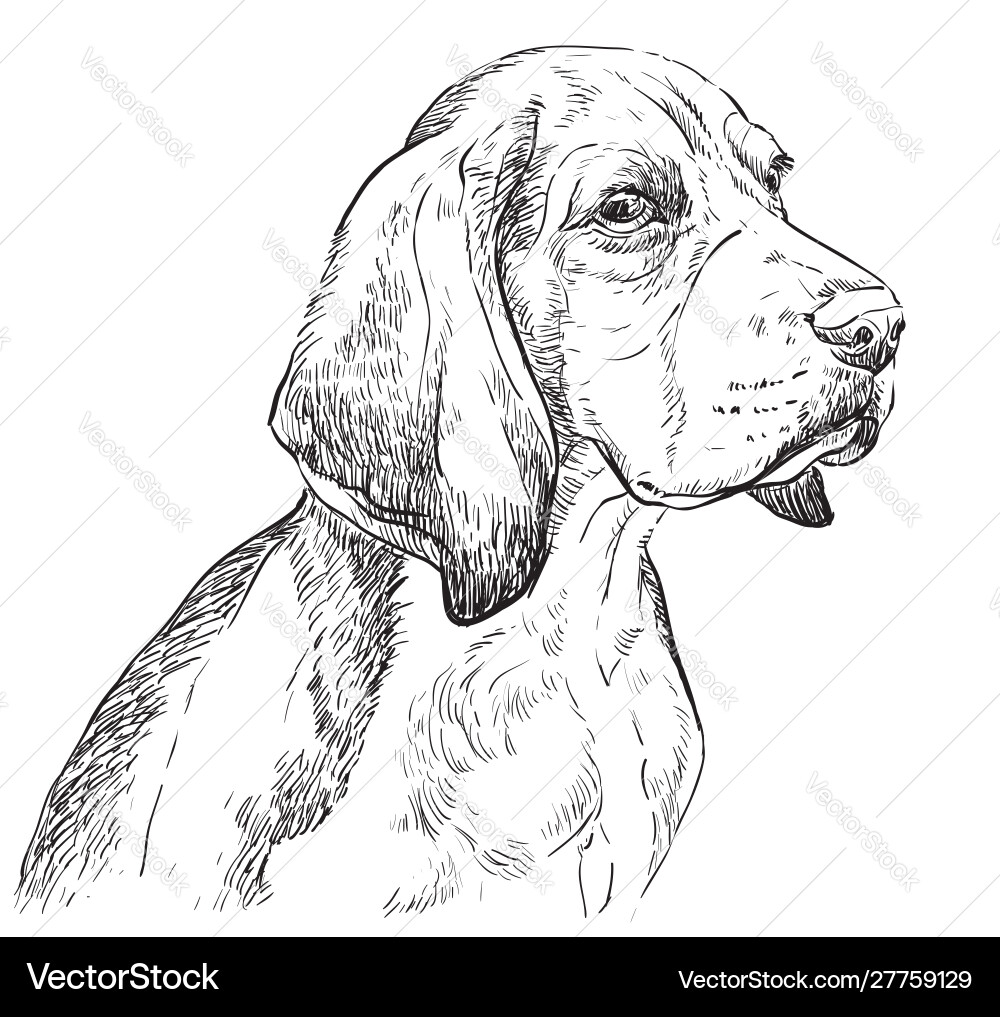 Beagle hand drawing portrait Royalty Free Vector Image