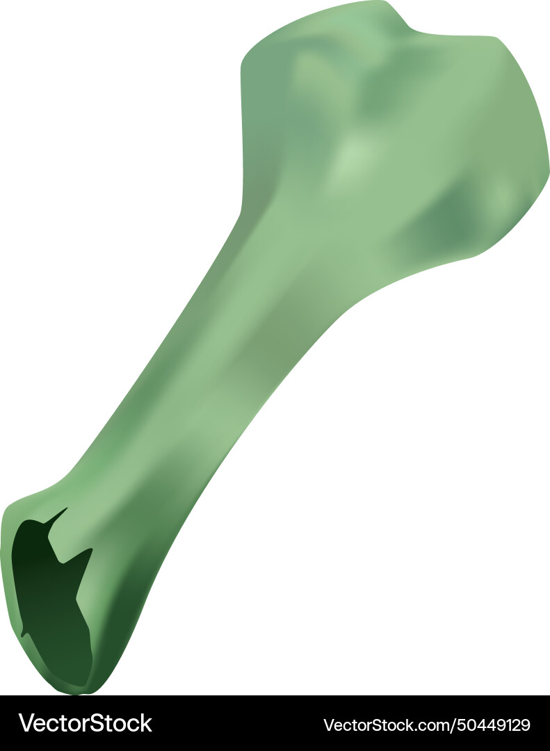 Colored detailed broken bone Royalty Free Vector Image