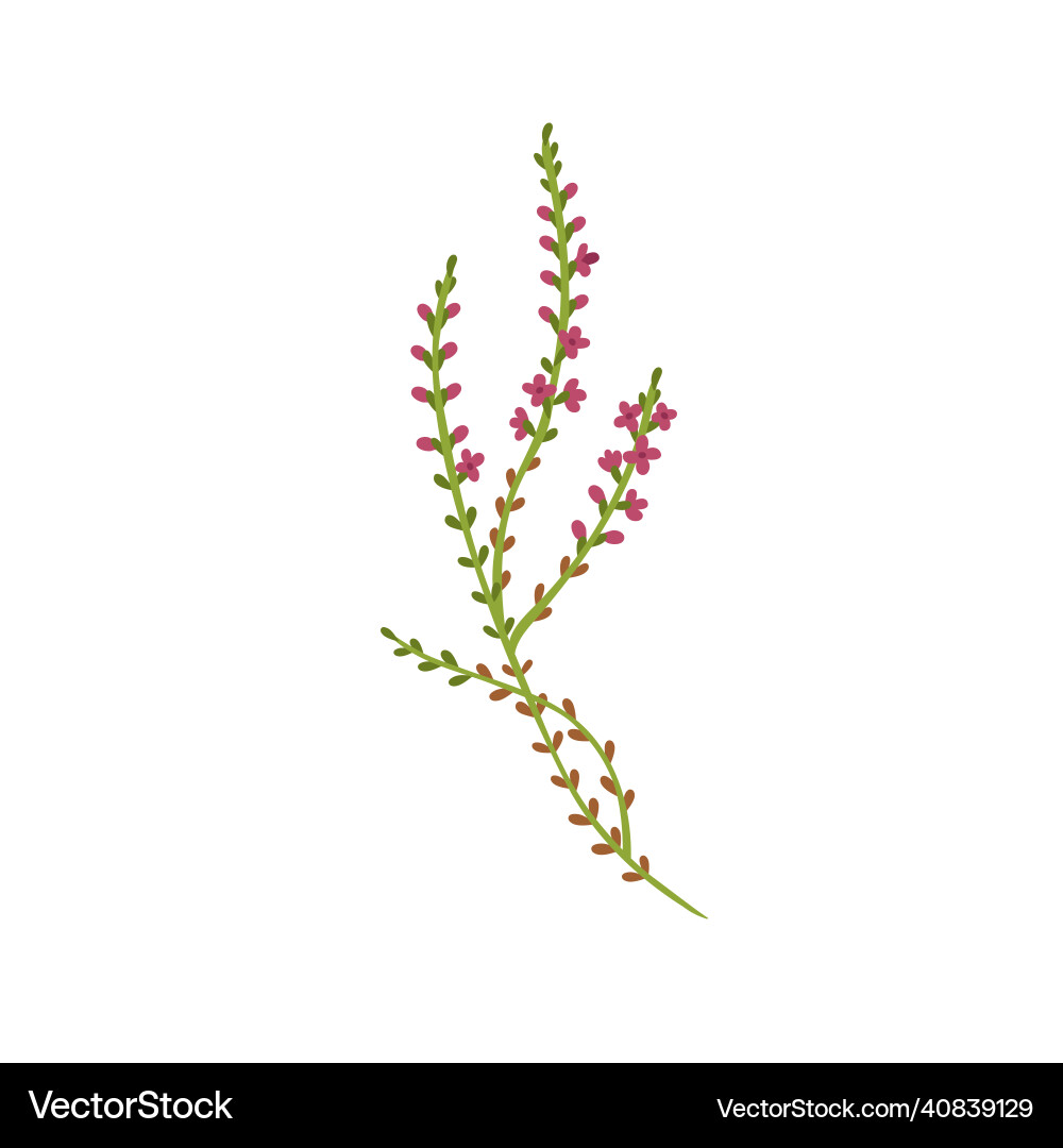 Common Heather Flower - Botanical Art Royalty Free Vector
