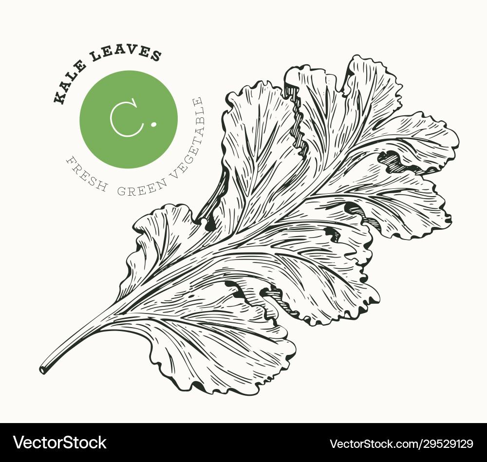 Hand Drawn Kale Sketch Royalty Free Vector Image
