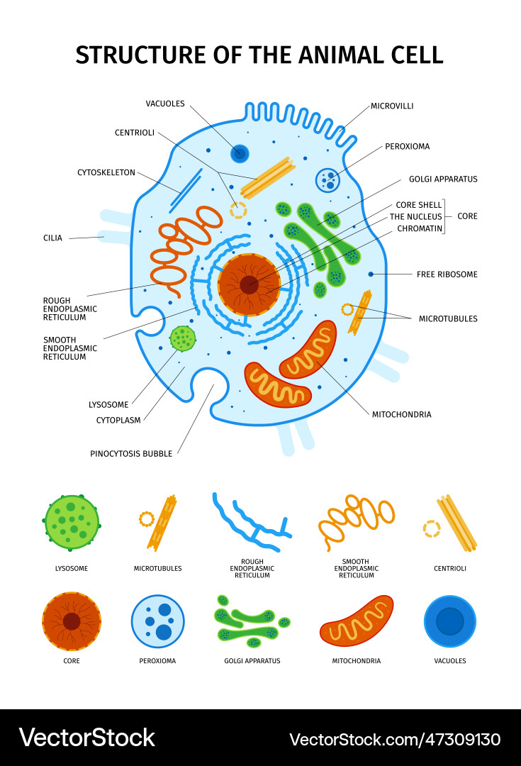 Animal cell anatomy set Royalty Free Vector Image