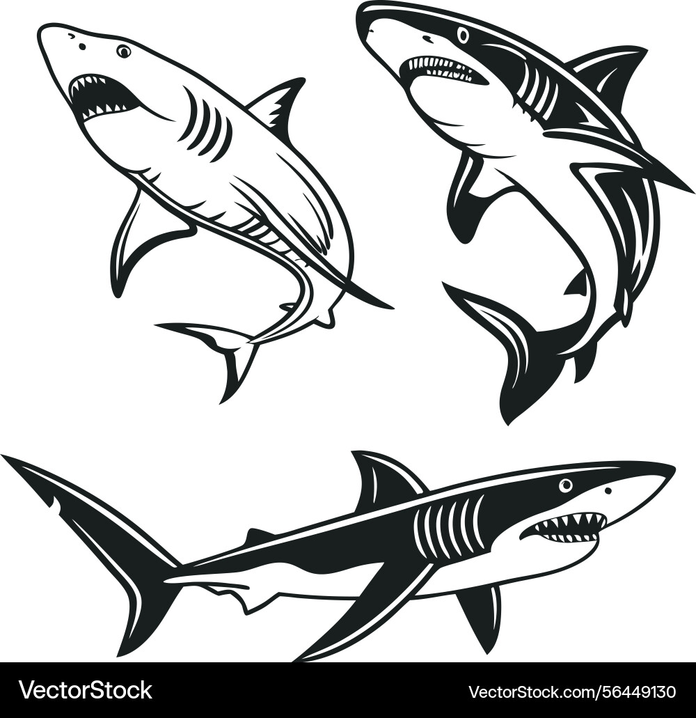 Three sharks great white isolated Royalty Free Vector Image