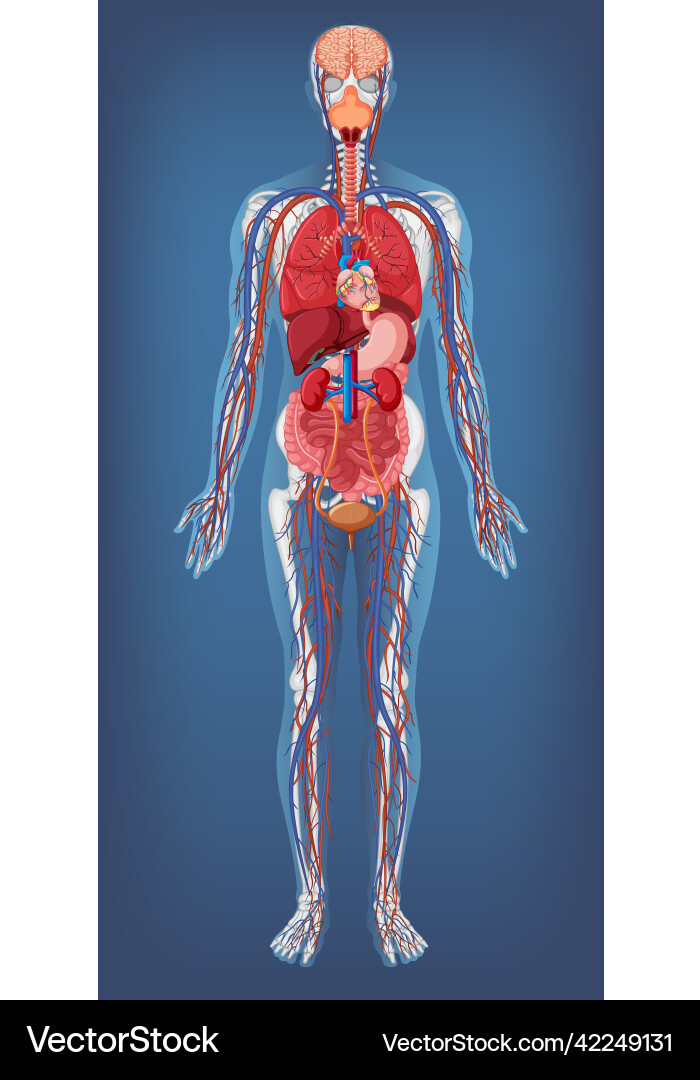 Human Body Structure Images - Infoupdate.org