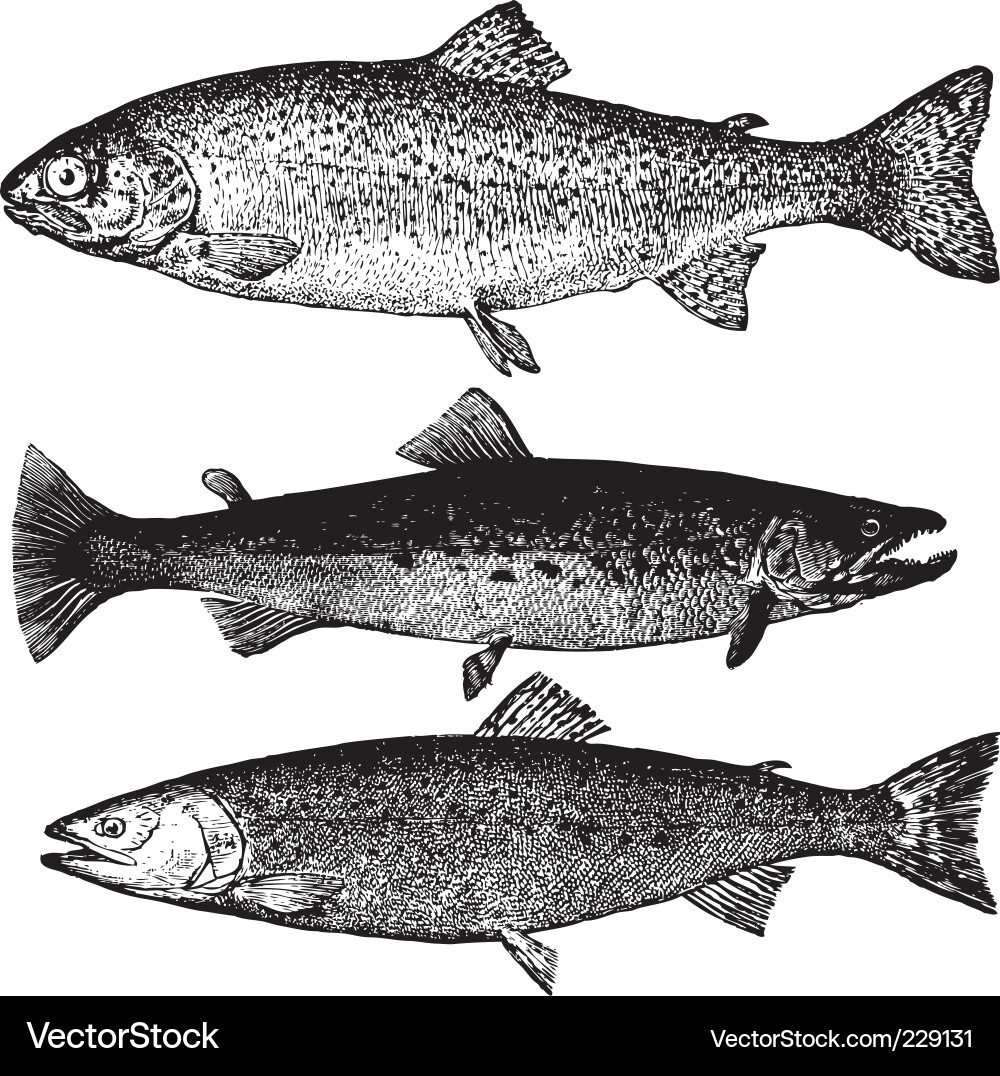 Trout Royalty Free Vector Image - VectorStock