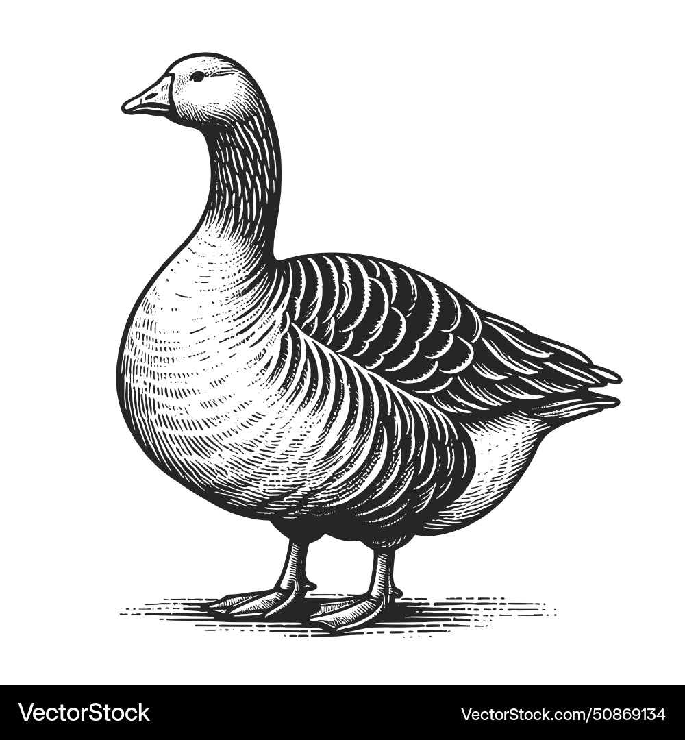 Fat goose engraving sketch Royalty Free Vector Image