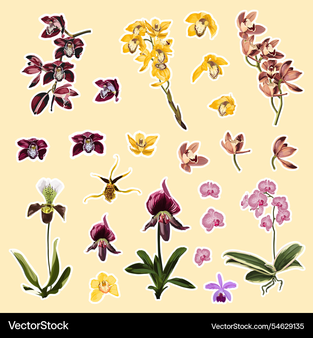 Orchids Vector Images (over 22,000)