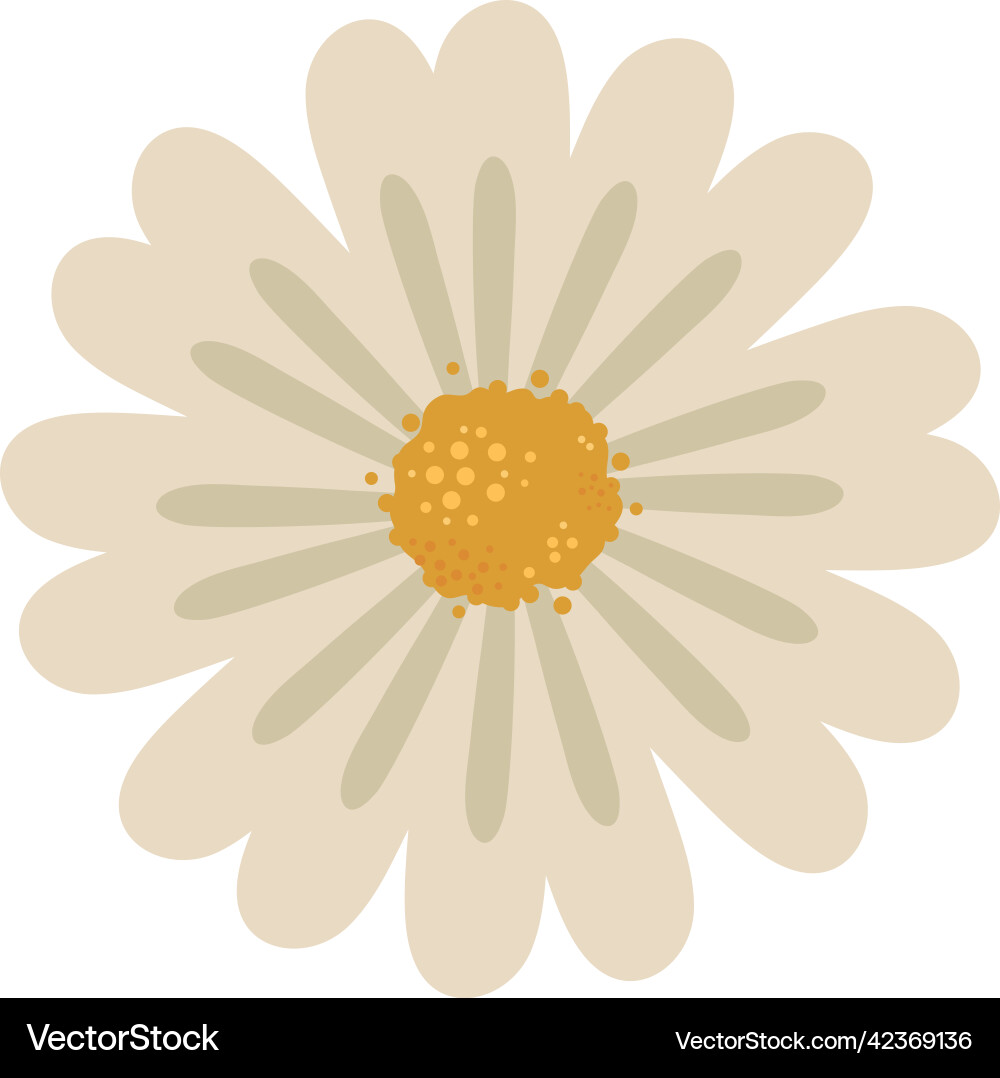 Flower daisy nature Royalty Free Vector Image - VectorStock