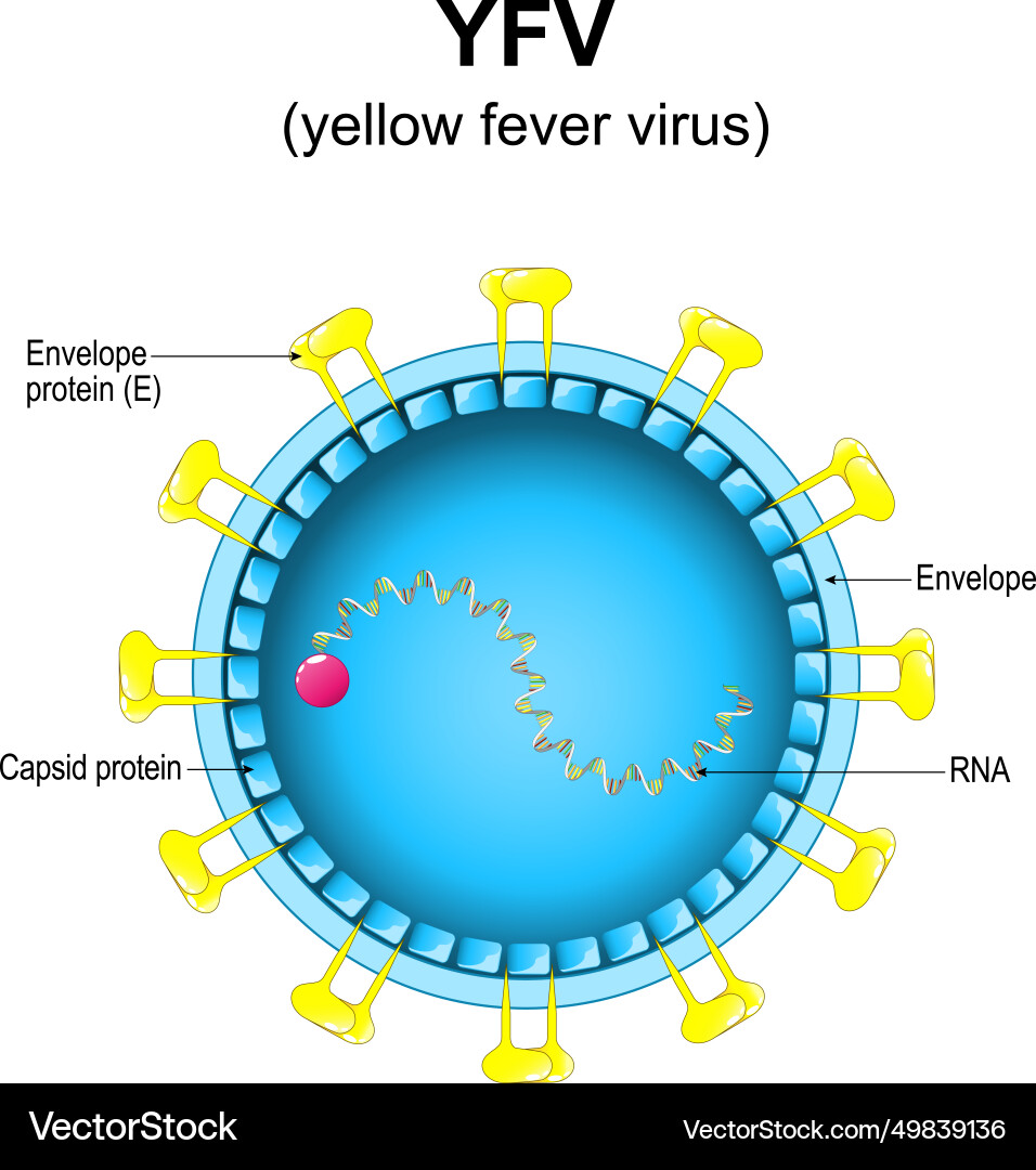 Yellow fever virus structure close-up of a virion Vector Image