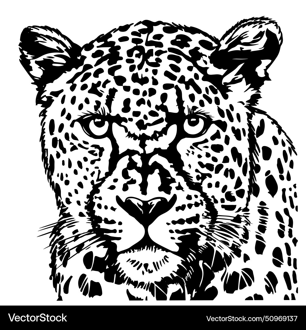 Portrait of leopard Royalty Free Vector Image - VectorStock