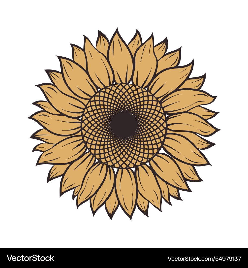 Sunflower clipart hand drawing Royalty Free Vector Image