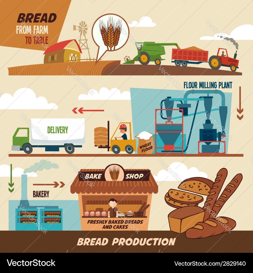 Bread production stages Royalty Free Vector Image