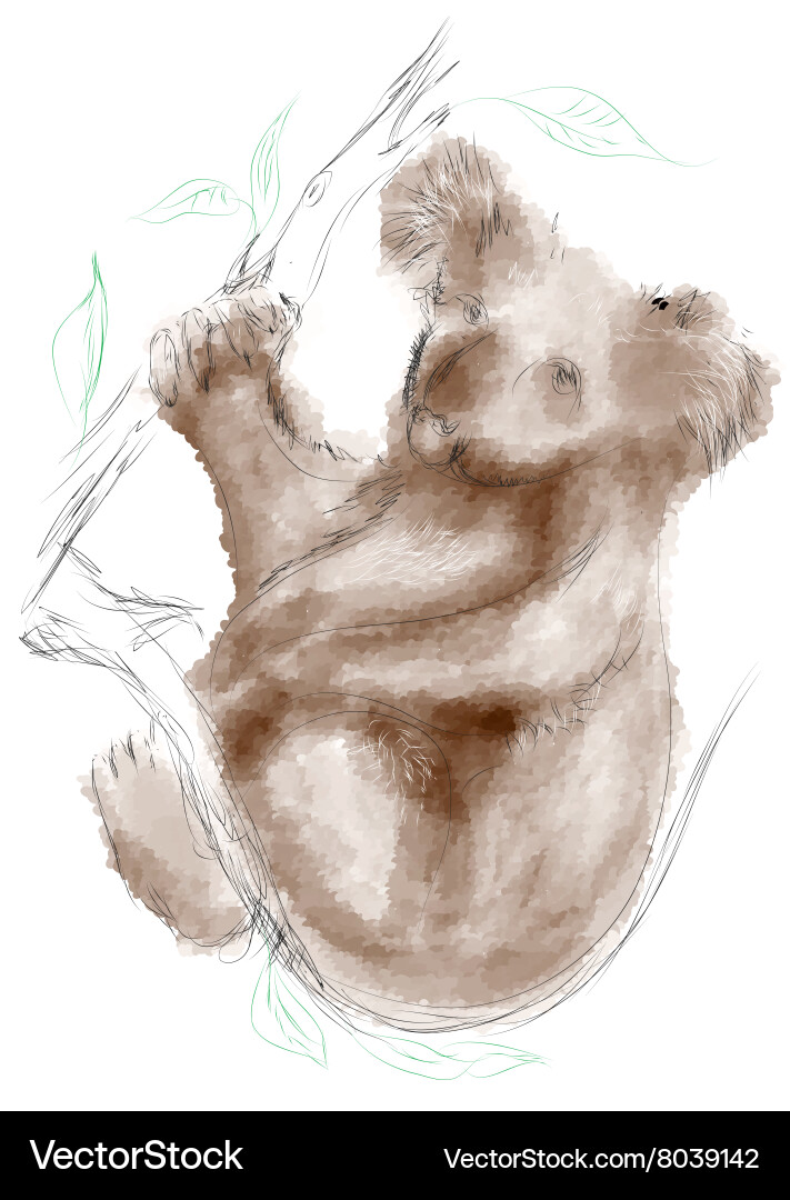 Koala Royalty Free Vector Image - VectorStock