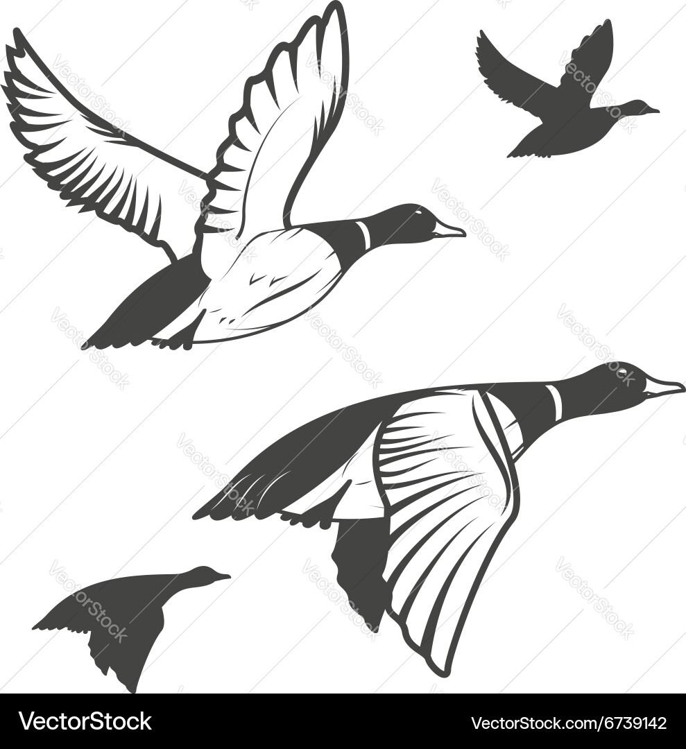 Duck Vector Images (over 61,000)