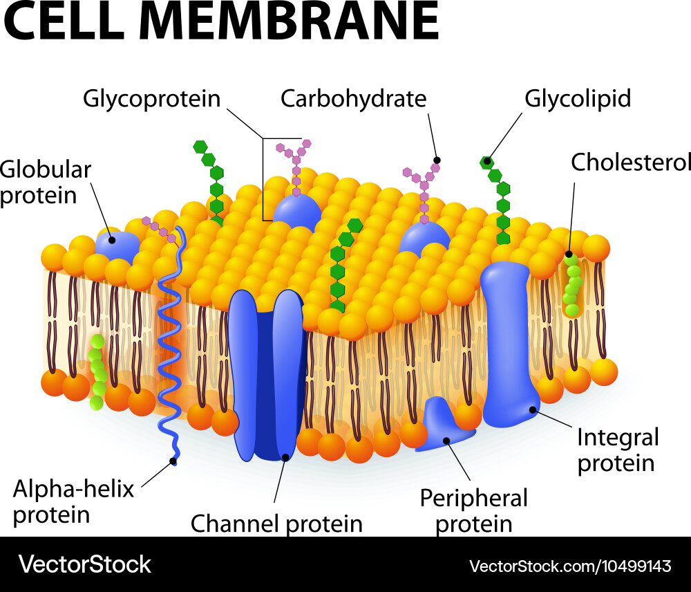Cell membrane Royalty Free Vector Image - VectorStock