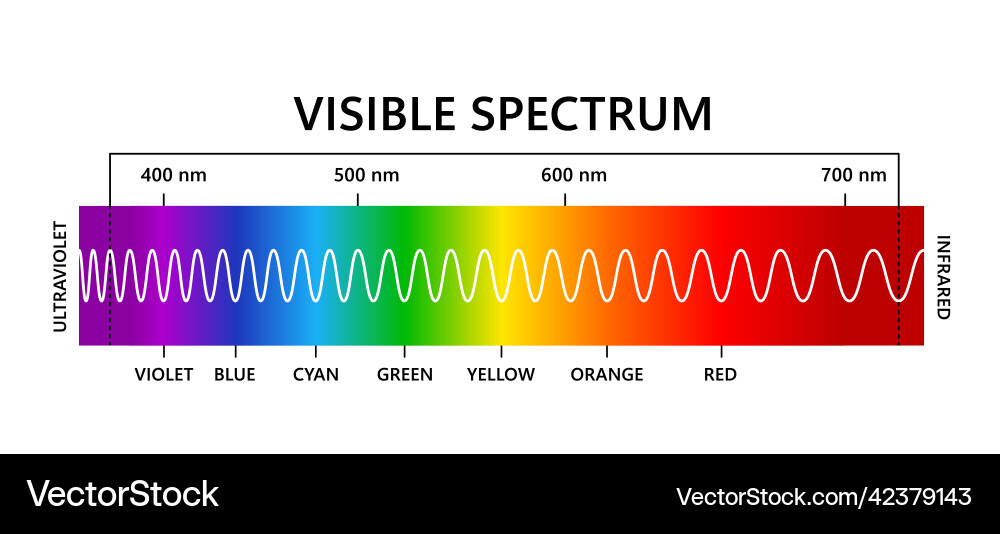 Visible Light Spectrum - Wavelengths Royalty Free Vector