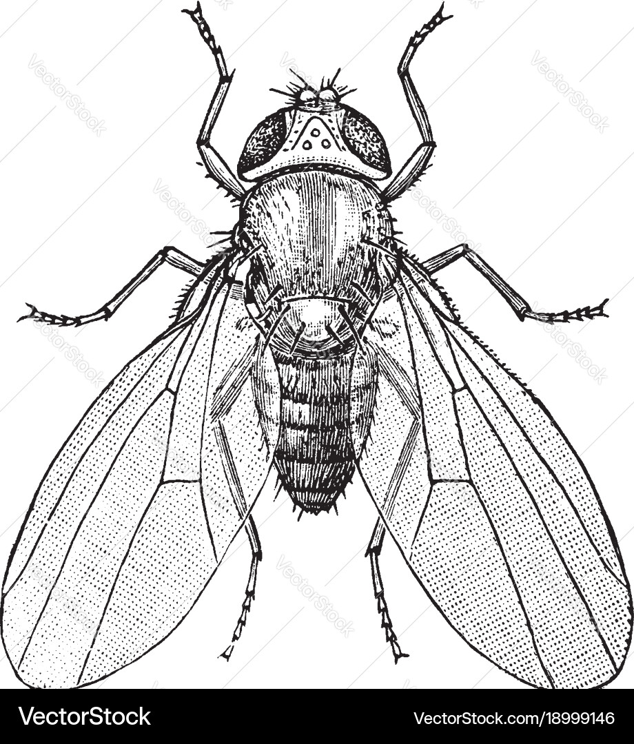 Vintage Fruit Fly Line Drawing Royalty Free Vector Image