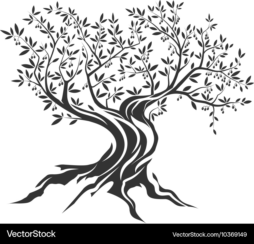 Olive Tree Silhouette Royalty Free Vector Image