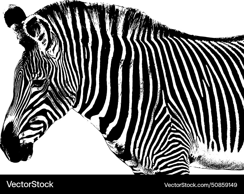 Zebra sketch Royalty Free Vector Image - VectorStock