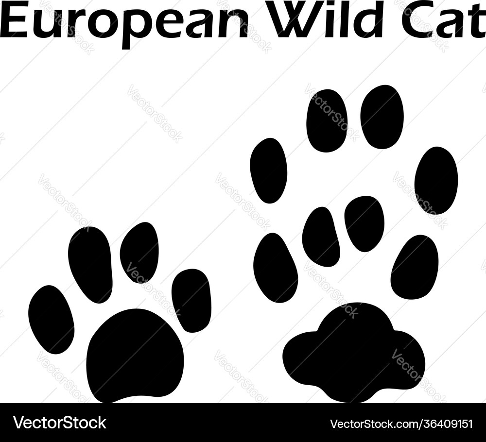 European wild cat footprint Royalty Free Vector Image
