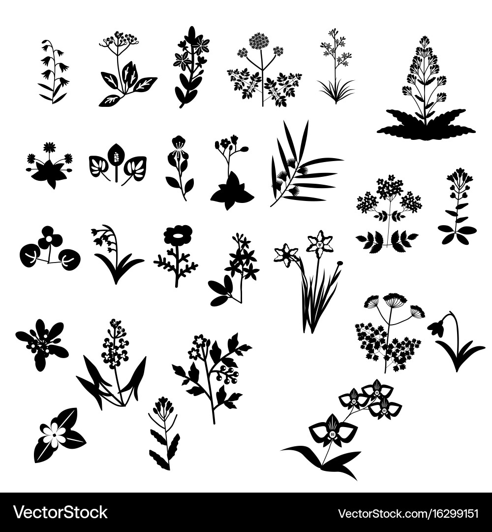 Flowers set collection Royalty Free Vector Image