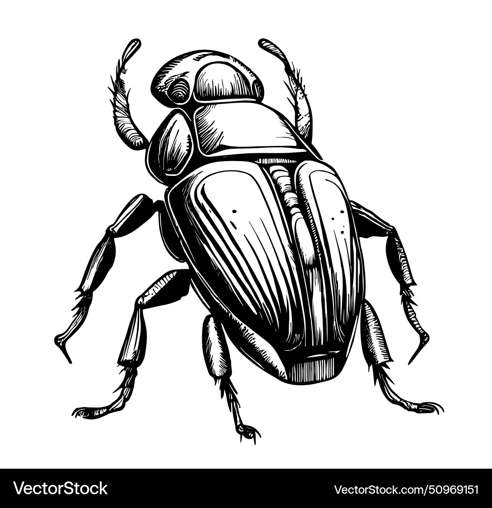 Scarab - classic drawn ink isolated on white Vector Image