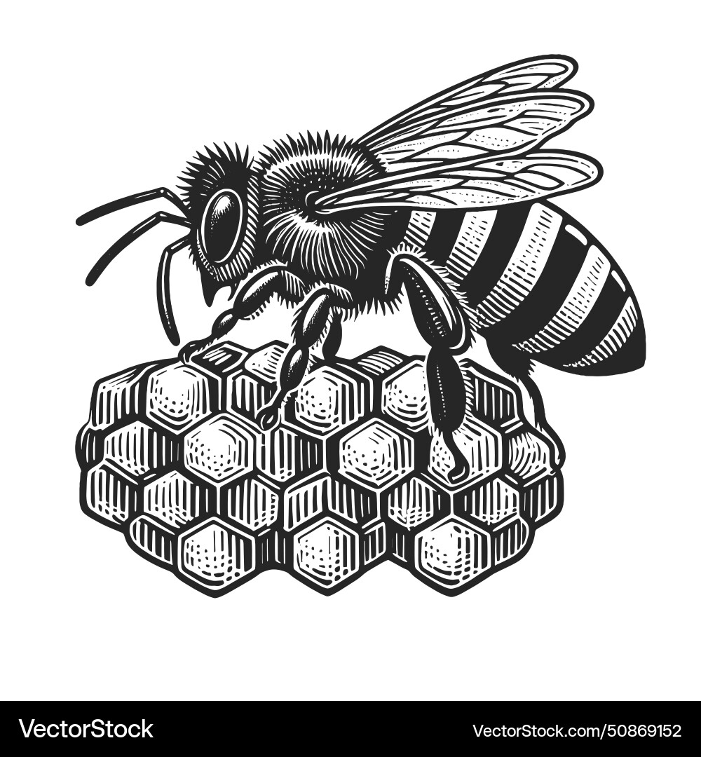 Bee and honeycomb botanical engraving Royalty Free Vector