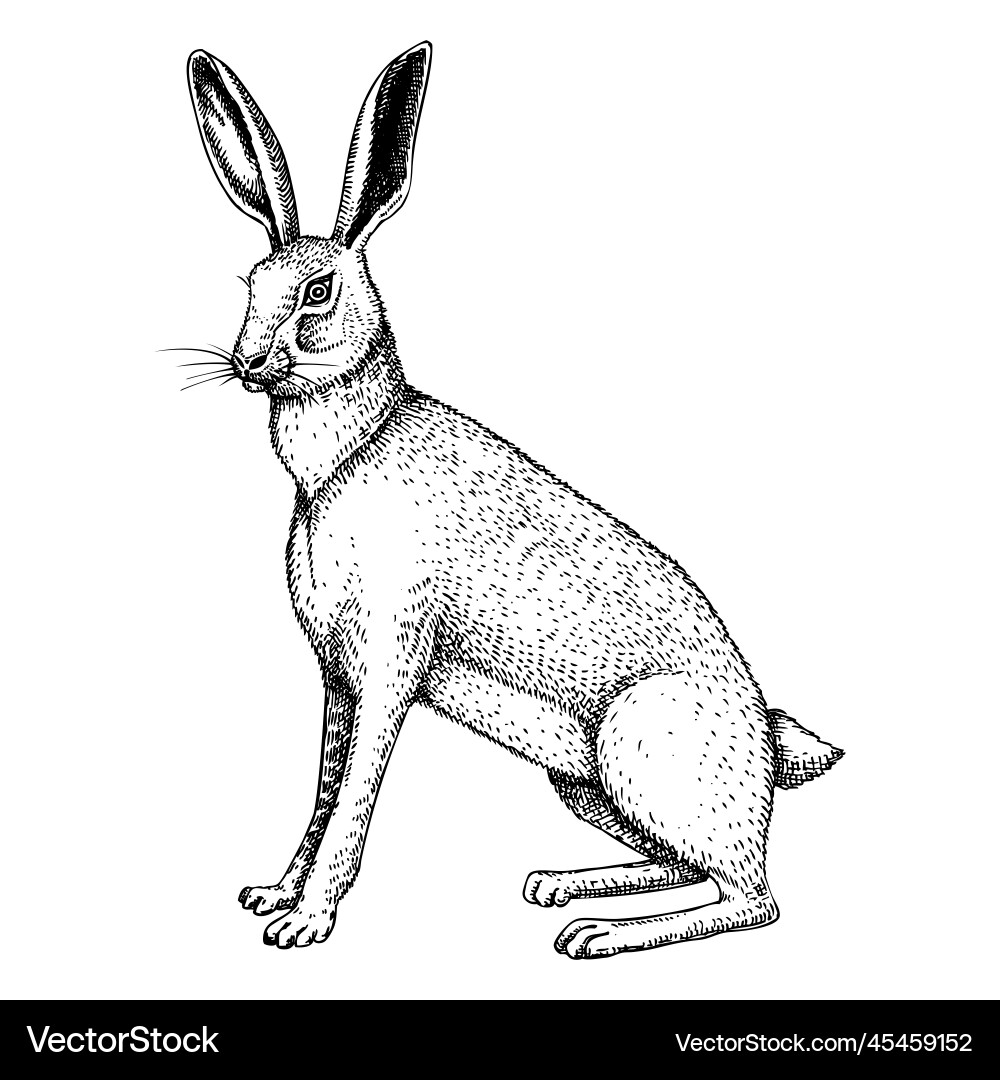 Elegant Forest Hare Portrait Royalty Free Vector Image