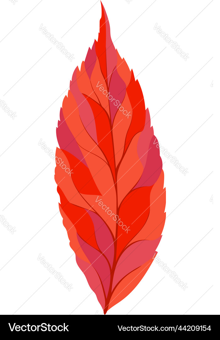 Ash-tree leaf Royalty Free Vector Image - VectorStock