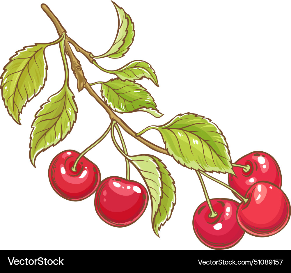 Cherry branch colored detailed Royalty Free Vector Image