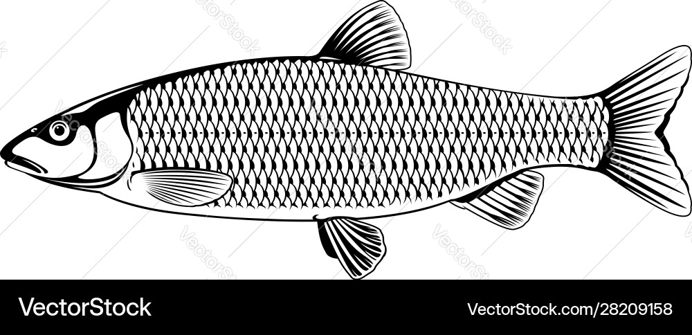 Chub fish black and white Royalty Free Vector Image