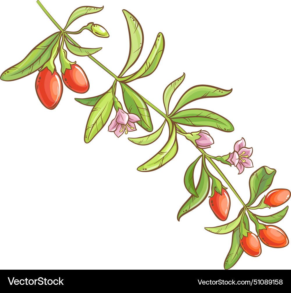 Goji branch colored detailed Royalty Free Vector Image