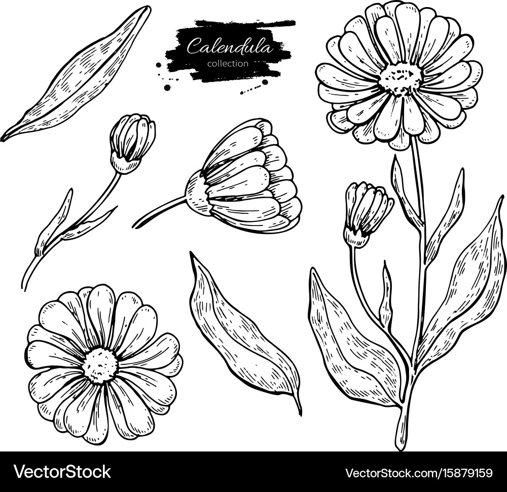 Calendula drawing isolated medical flower Vector Image