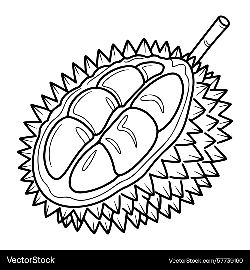 Durian fruit outline with segments and spiky Vector Image