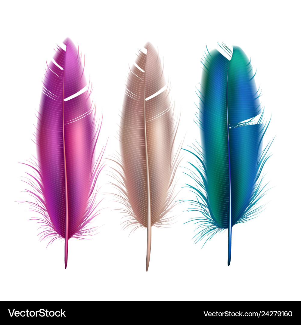 Realistic peacock peafowl color feather set Vector Image