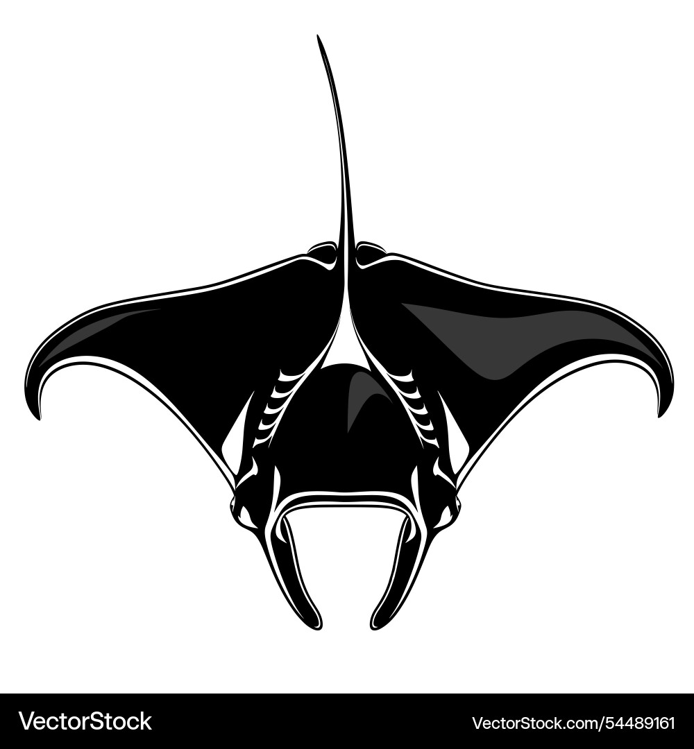 Manta ray features dynamic lines and shapes Vector Image