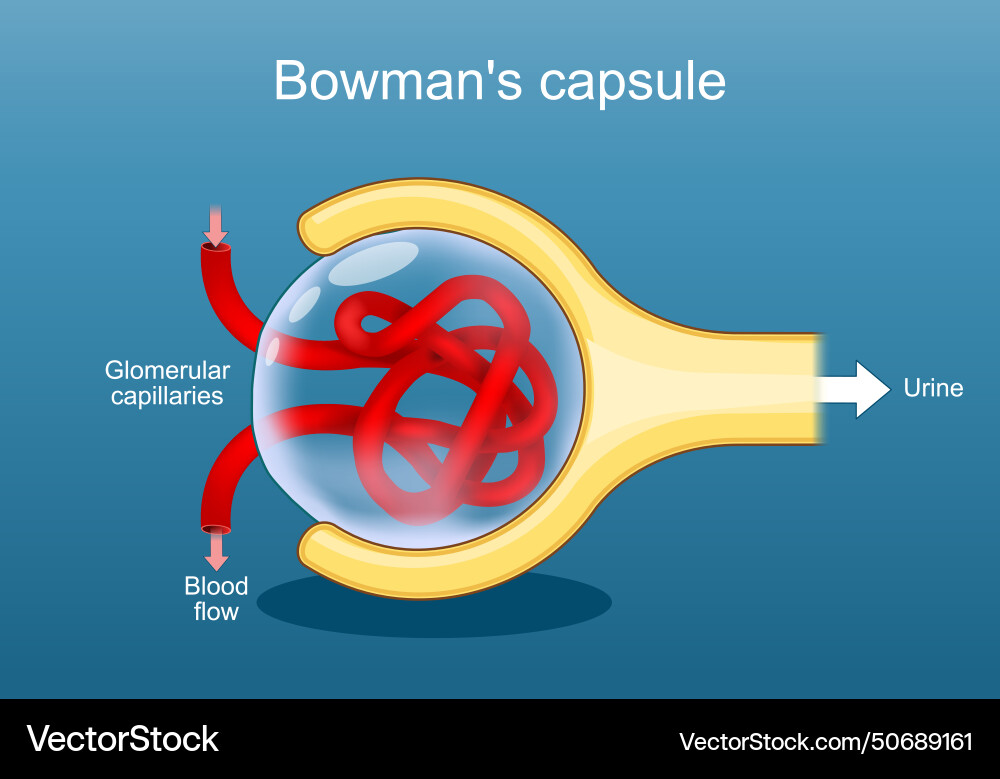 Nephron structure cross section of a bowmans cap Vector Image