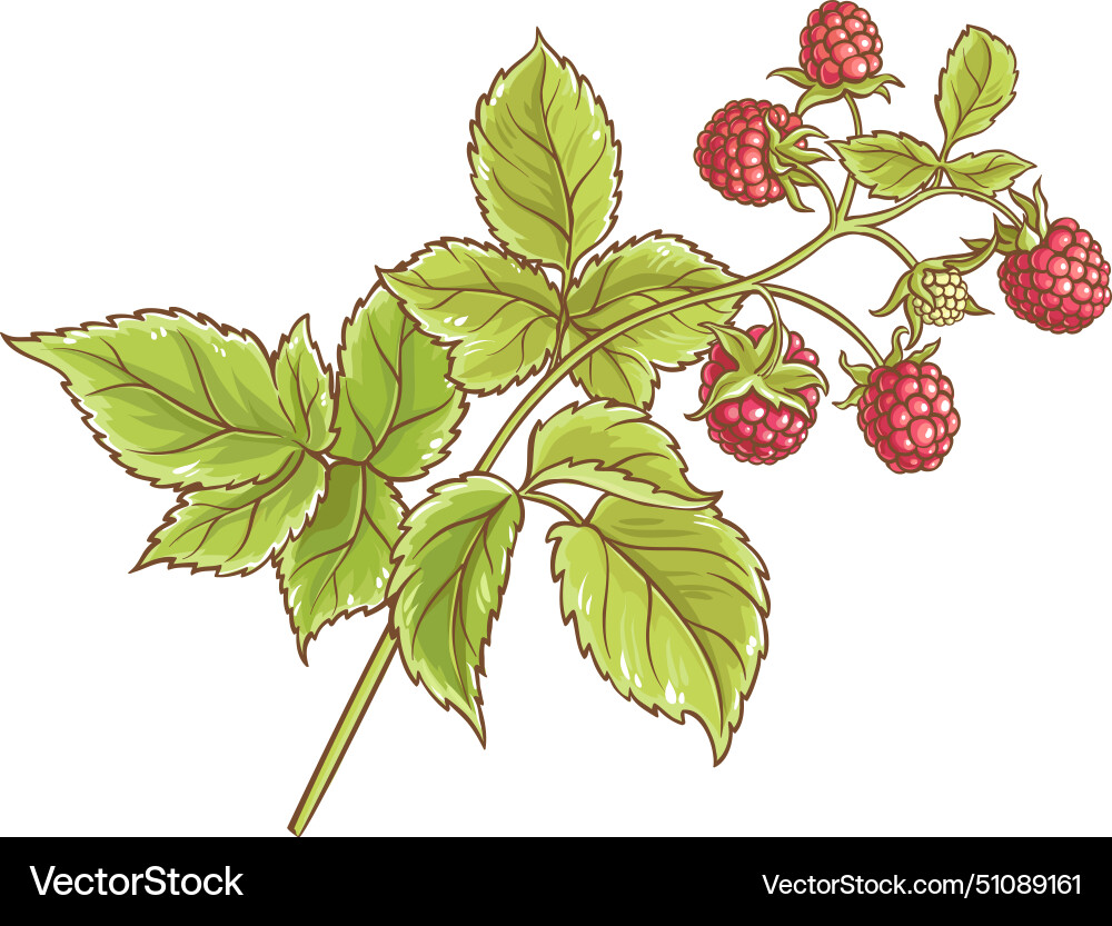 Raspberry branch colored detailed Royalty Free Vector Image