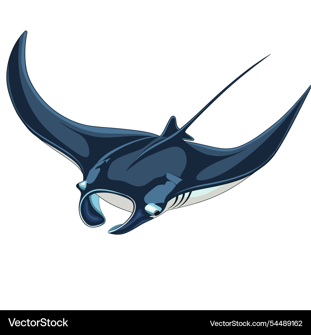 Manta Ray Vector Images (over 1,700)