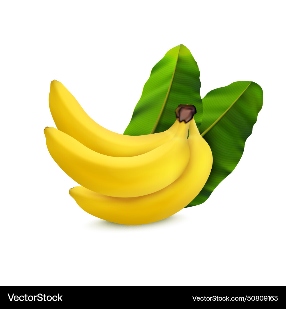 Realistic banana composition Royalty Free Vector Image