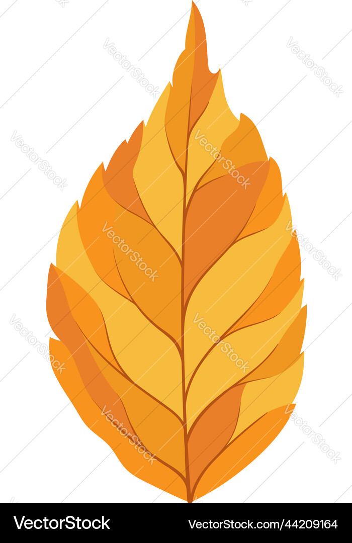 Ash-tree leaf Royalty Free Vector Image - VectorStock