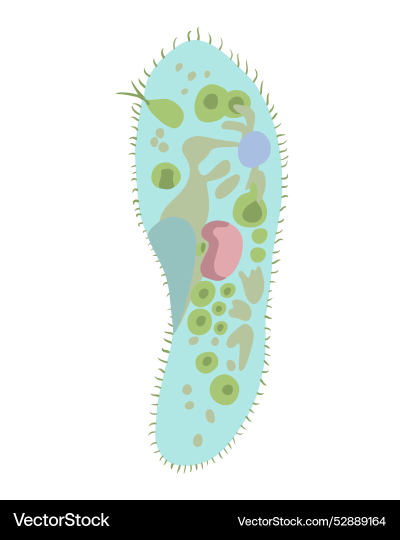 Infusoria on a white background Royalty Free Vector Image