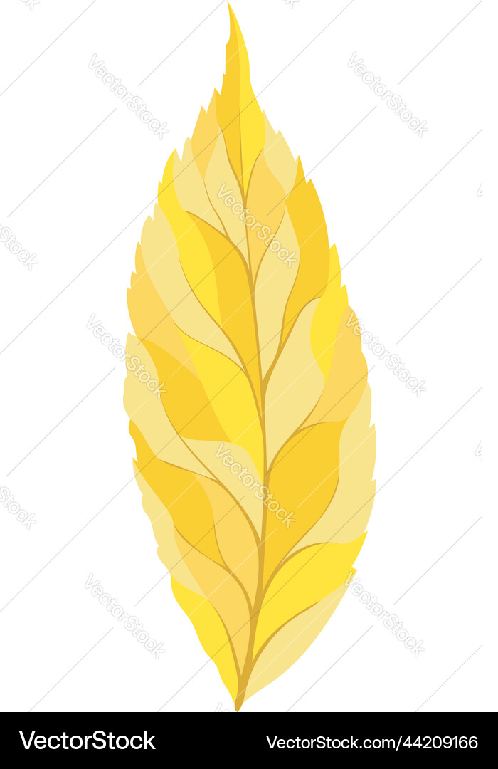 Ash-tree leaf Royalty Free Vector Image - VectorStock