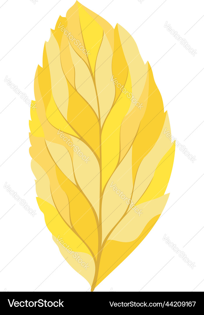 Ash-tree leaf Royalty Free Vector Image - VectorStock