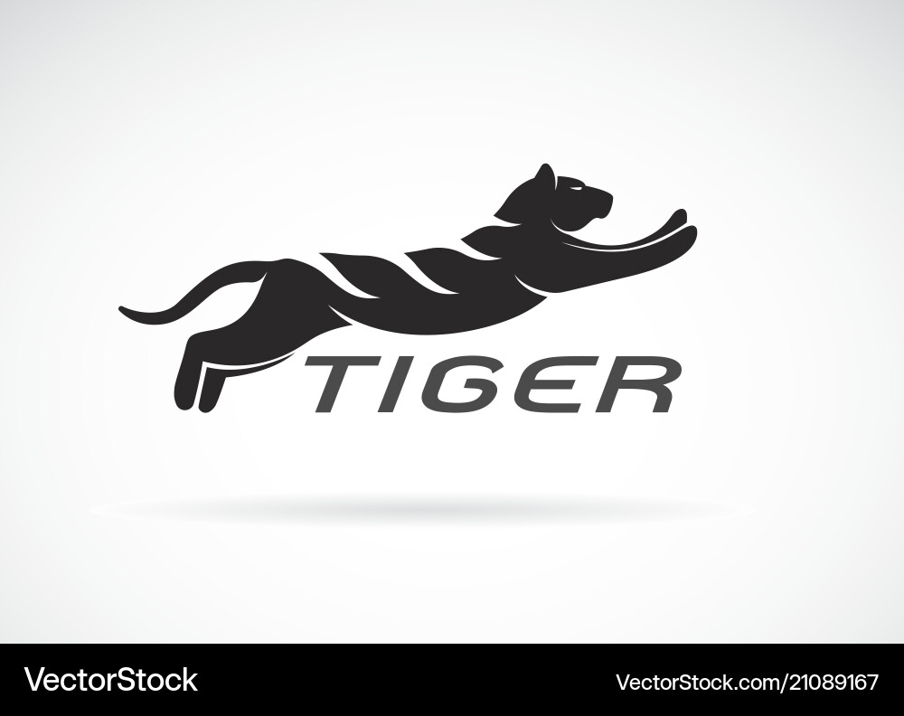 Black tiger design on white background wild Vector Image